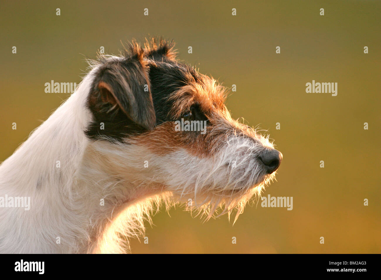 Parson Russell Terrier Portrait Stock Photo - Alamy