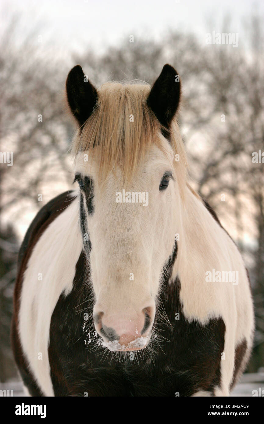 Irish Tinker Portrait Stock Photo - Alamy