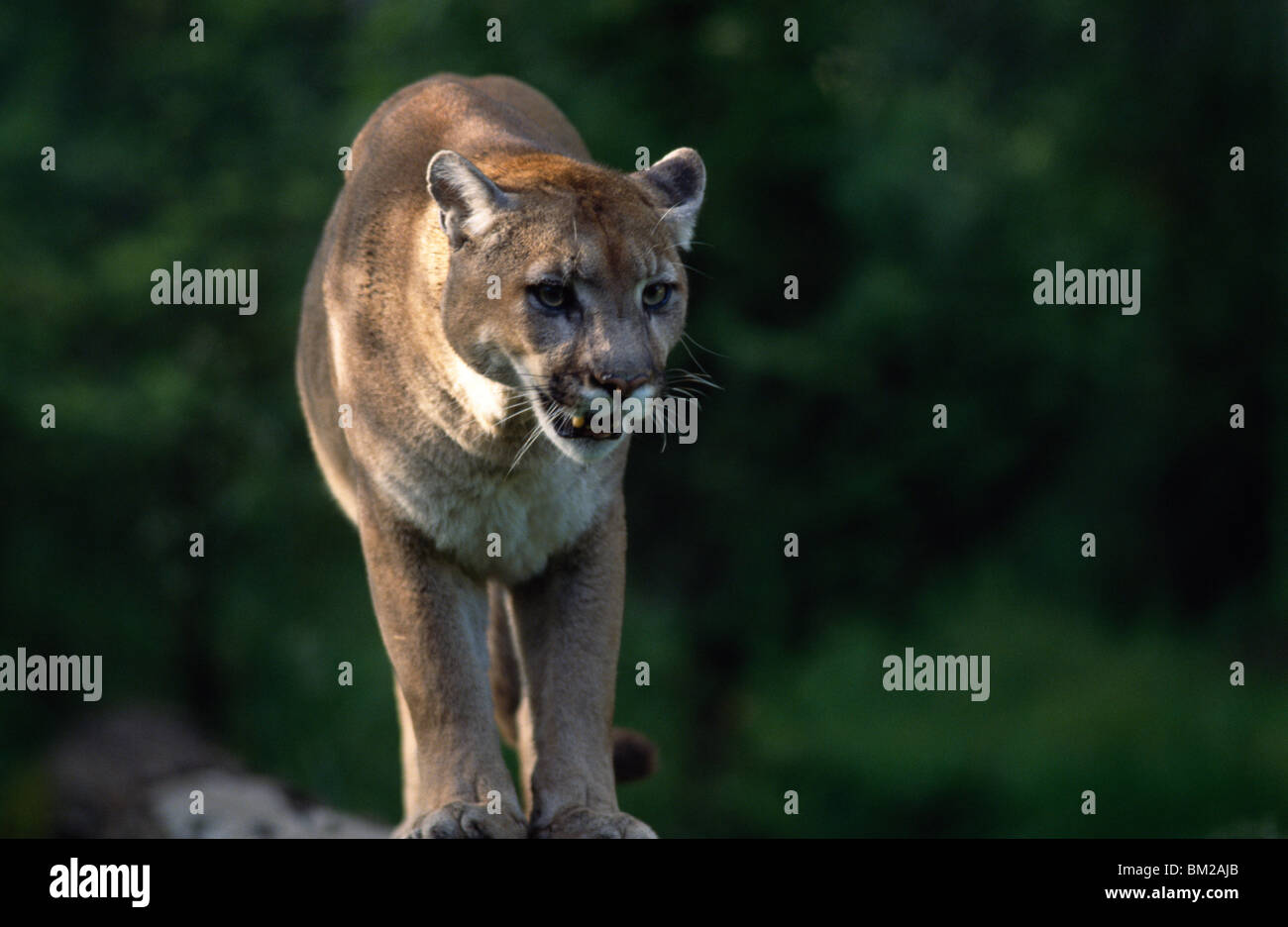 Puma concolor concolor hi-res stock photography and images - Alamy