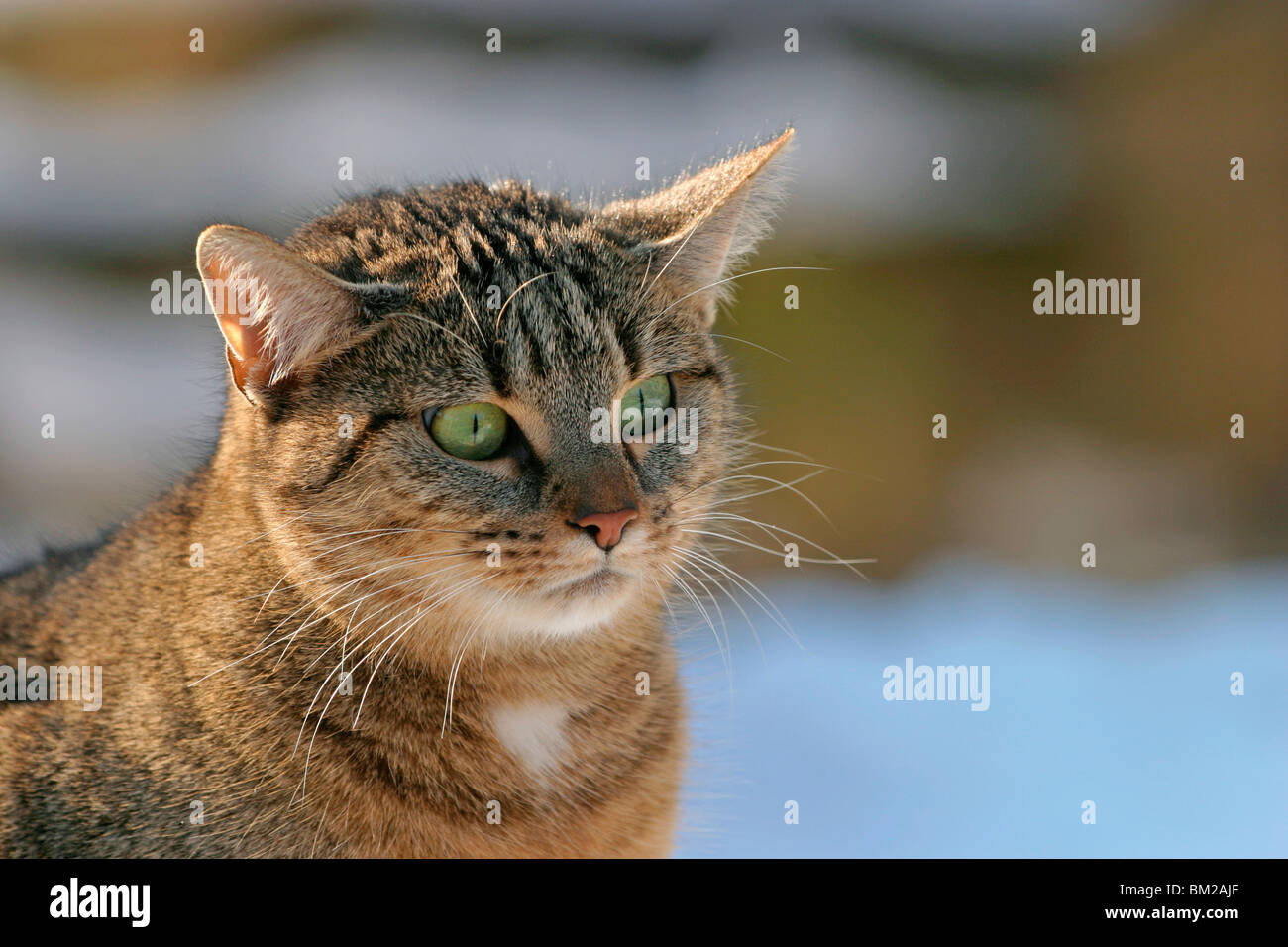 Katzen / Cat Portrait Stock Photo - Alamy