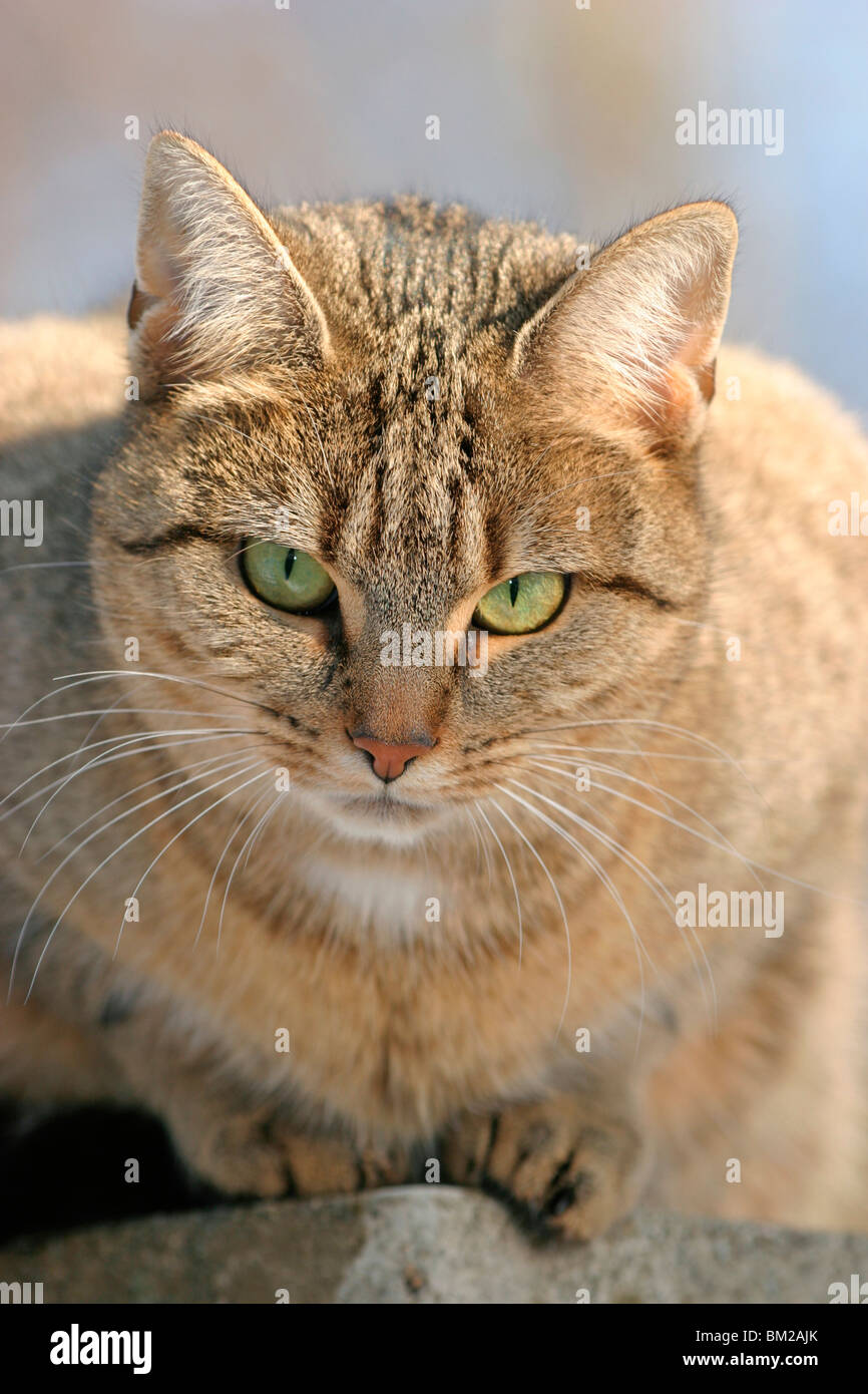 Katzen / Cat Portrait Stock Photo - Alamy