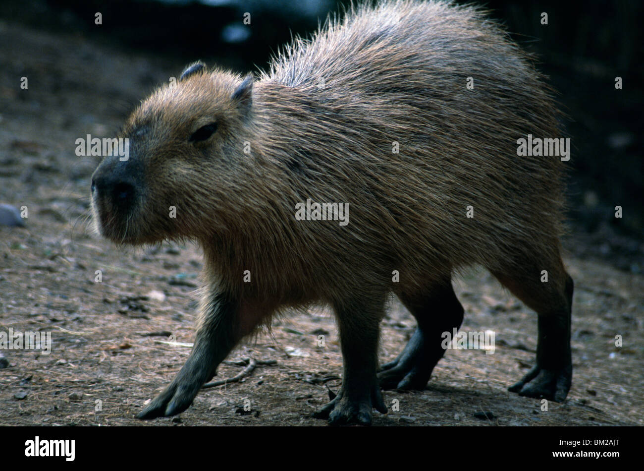 Capybara face hi-res stock photography and images - Alamy