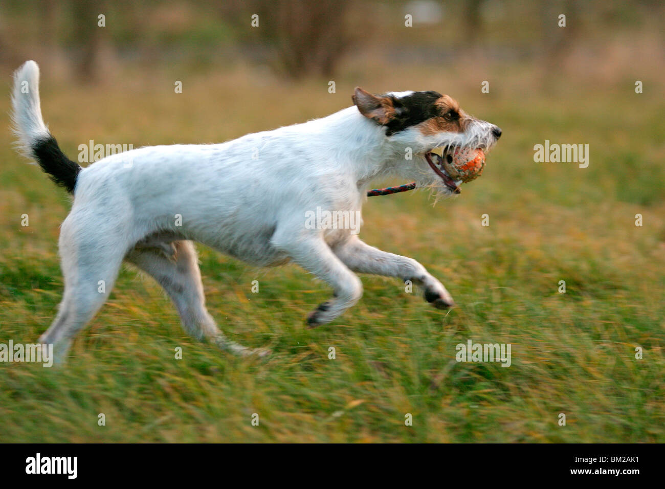 Parson Russell Terrier Stock Photo - Alamy