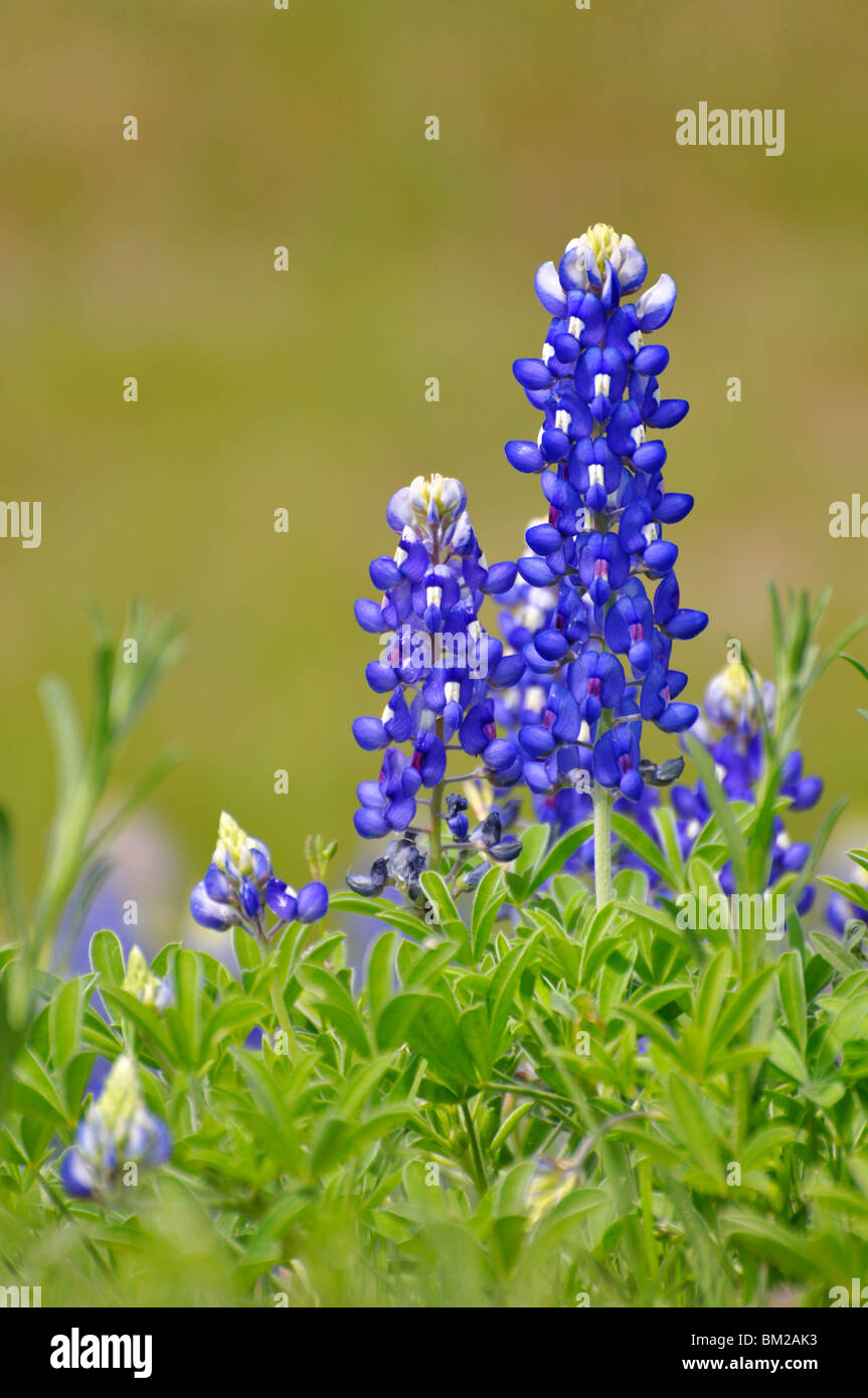 Bluebonnets in Texas, USA Stock Photo - Alamy