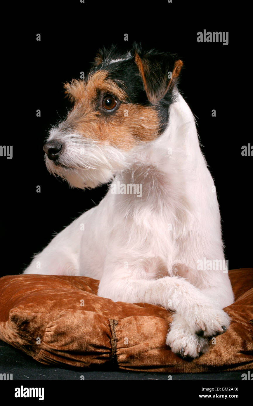 Parson Russell Terrier Stock Photo - Alamy