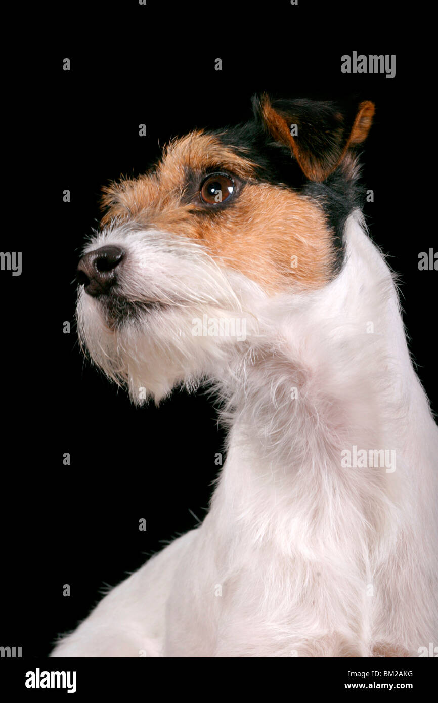 Parson Russell Terrier Stock Photo - Alamy