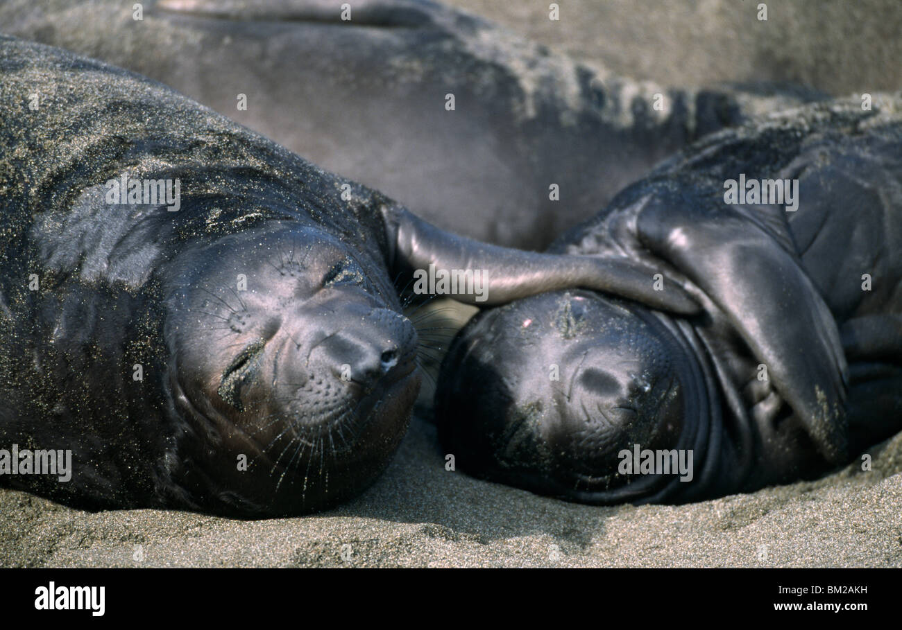 Elephant seals lying in sand Stock Photo - Alamy