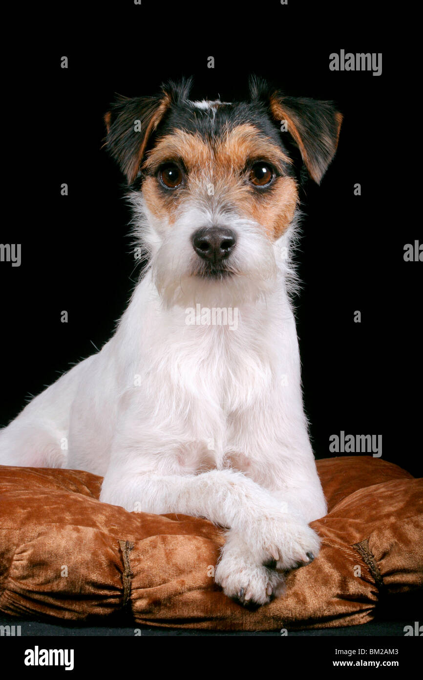 Parson Russell Terrier Stock Photo - Alamy