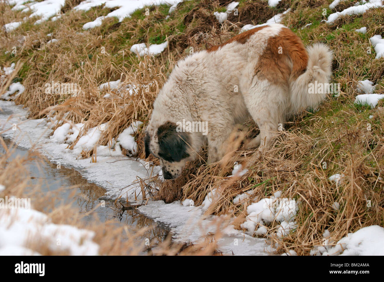 Moskauer wachhund moscow watchdog hi-res stock photography and images ...