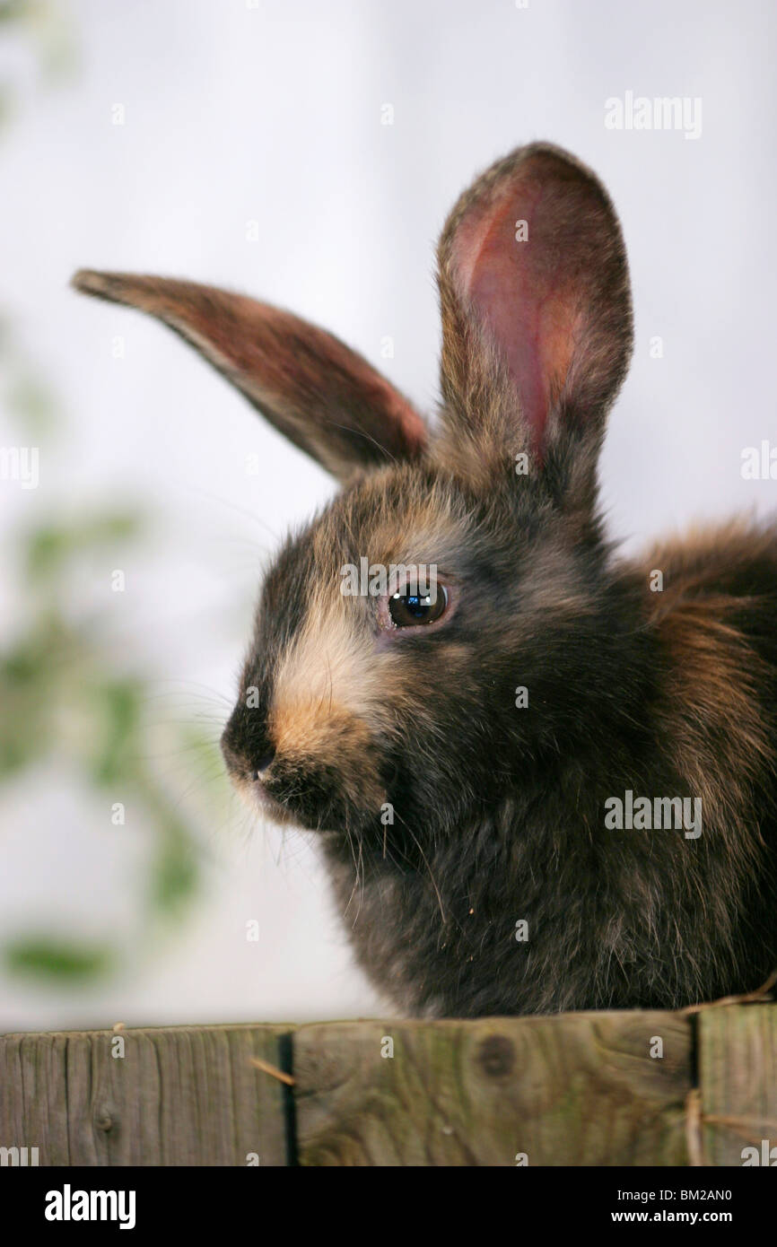 Kaninchen / rabbit Stock Photo - Alamy