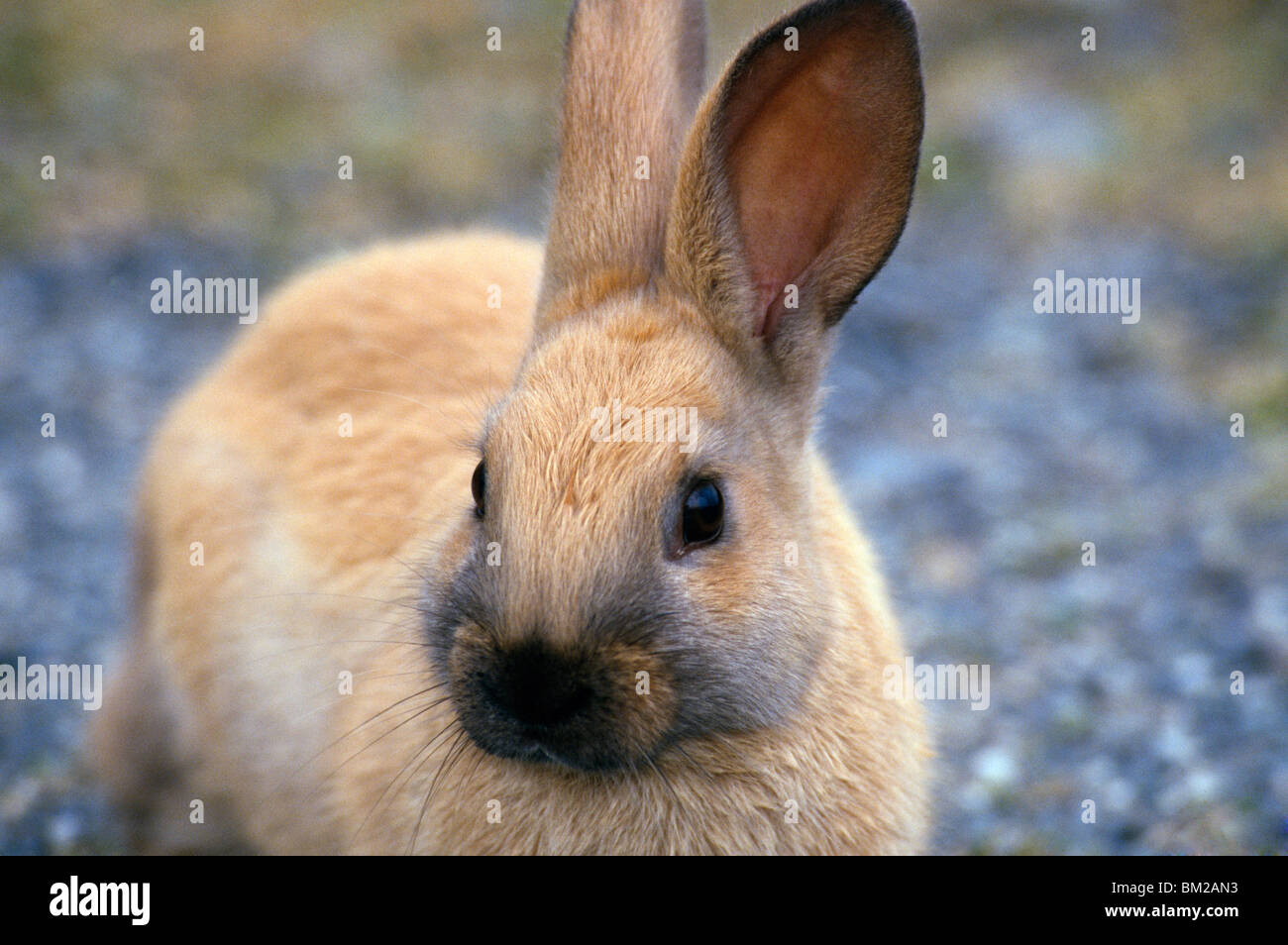 Rabbit nose nobody hi-res stock photography and images - Alamy