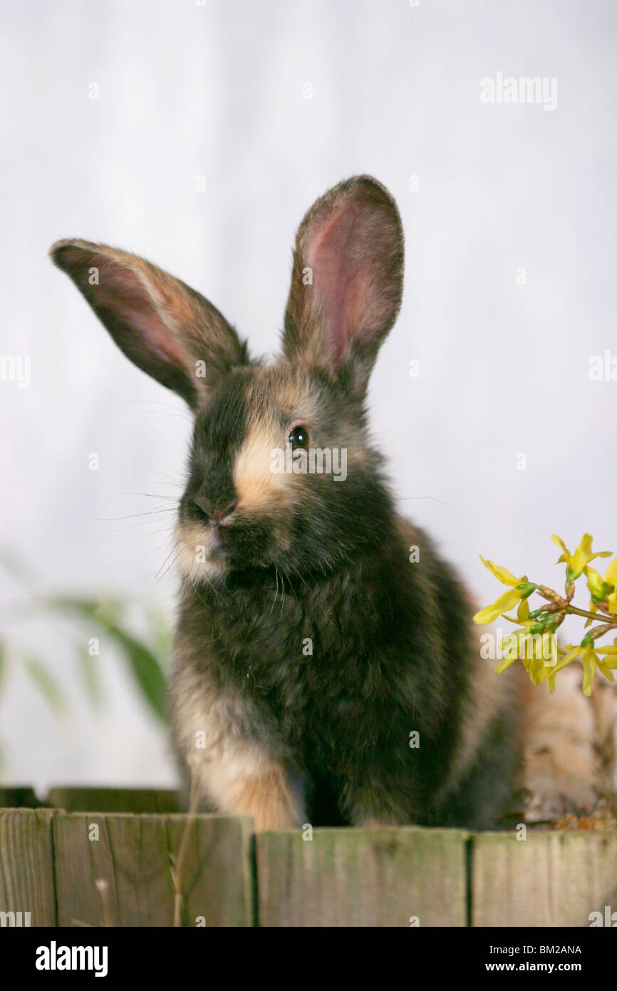 Kaninchen / rabbit Stock Photo - Alamy
