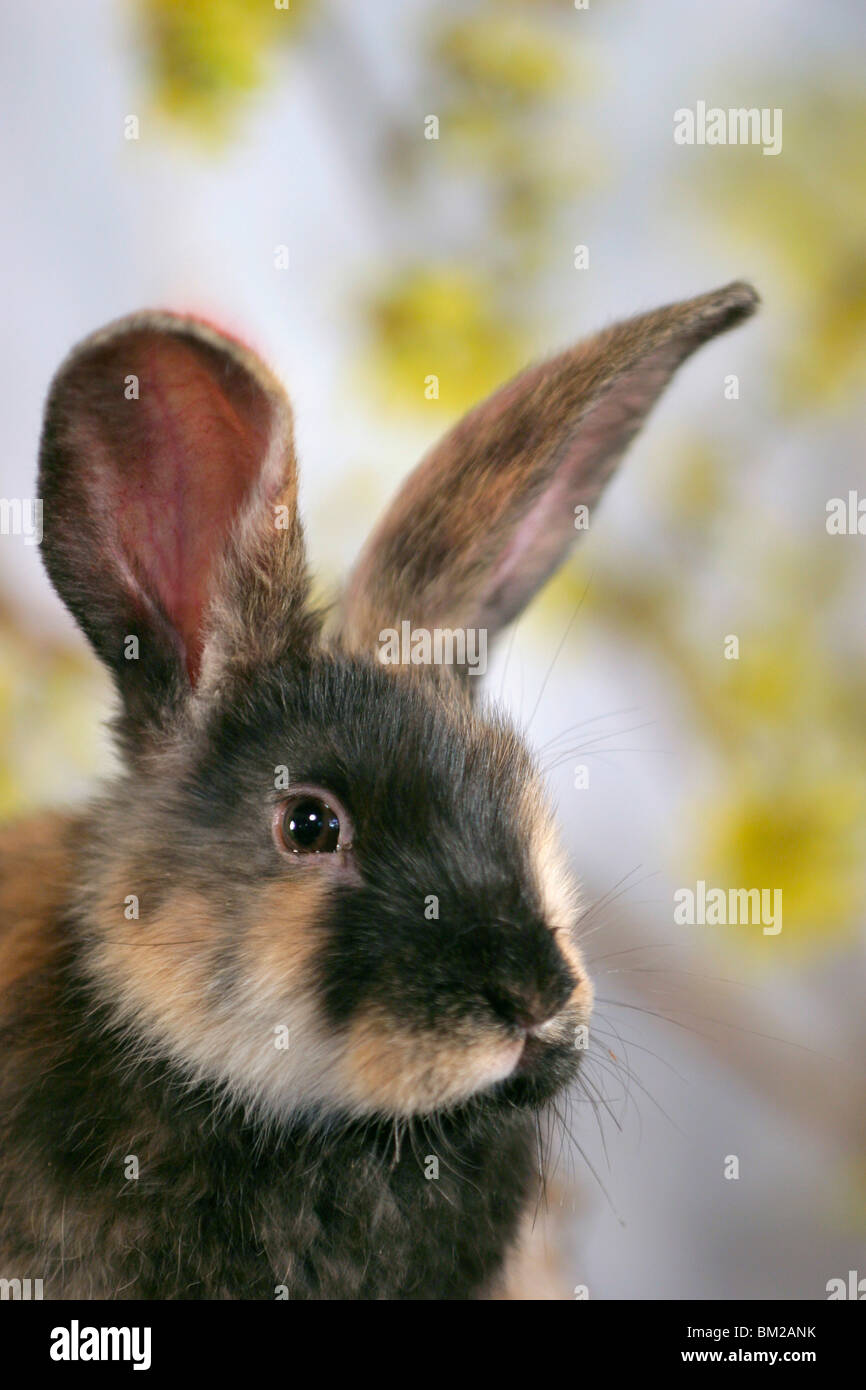 Kaninchen / rabbit Stock Photo - Alamy