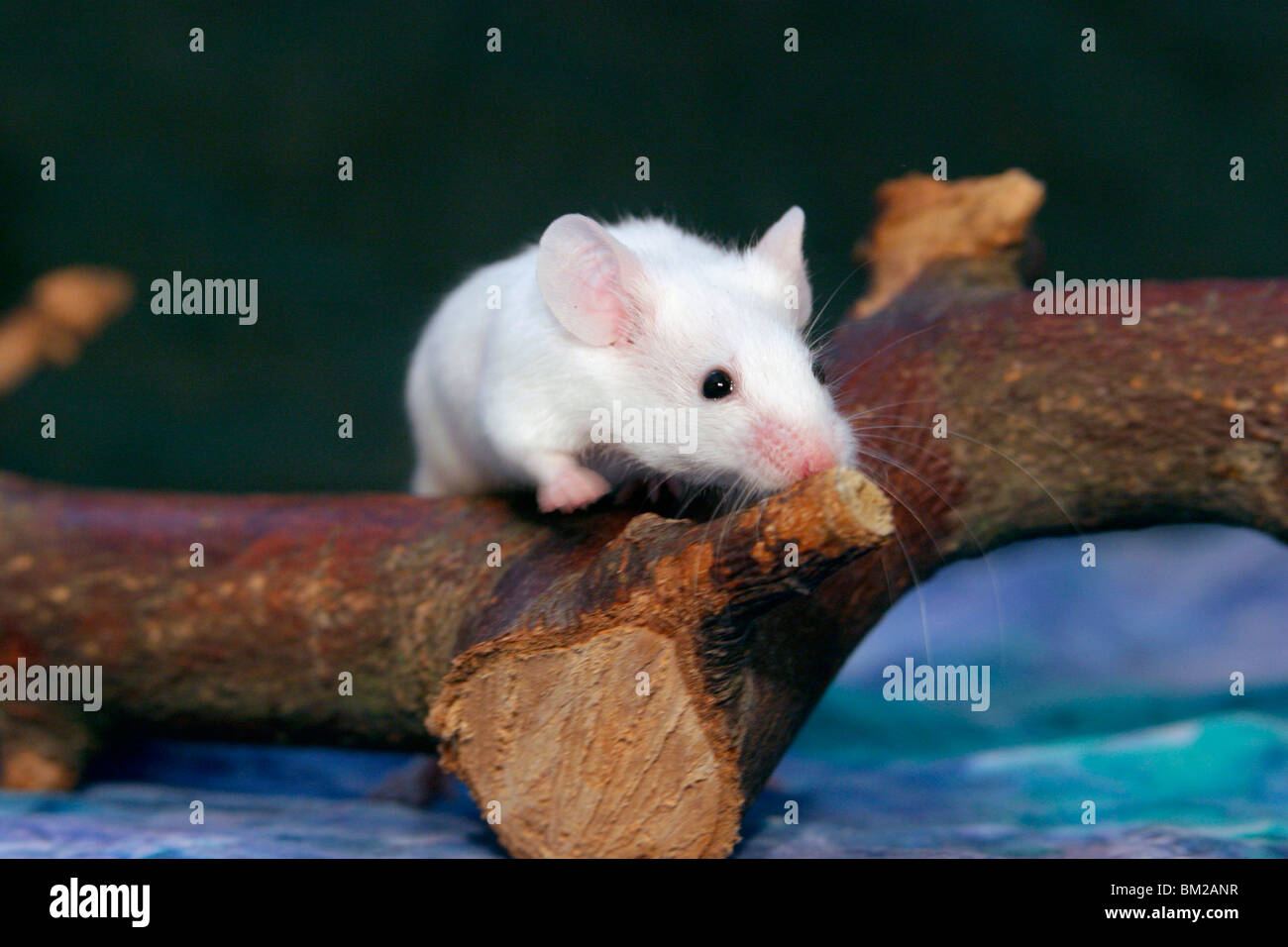 Graue maus hi-res stock photography and images - Alamy