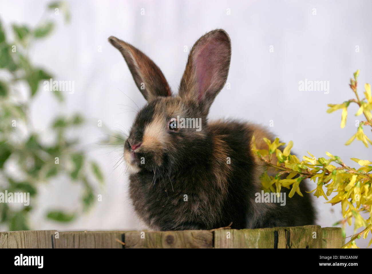 Stallkaninchen High Resolution Stock Photography And Images Alamy stallkaninchen-high-resolution-stock-photography-and-images-alamy