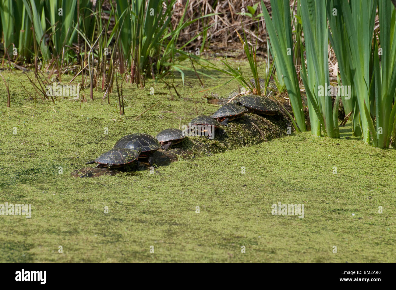 Painted turtles basking in the spring sunshine Stock Photo - Alamy