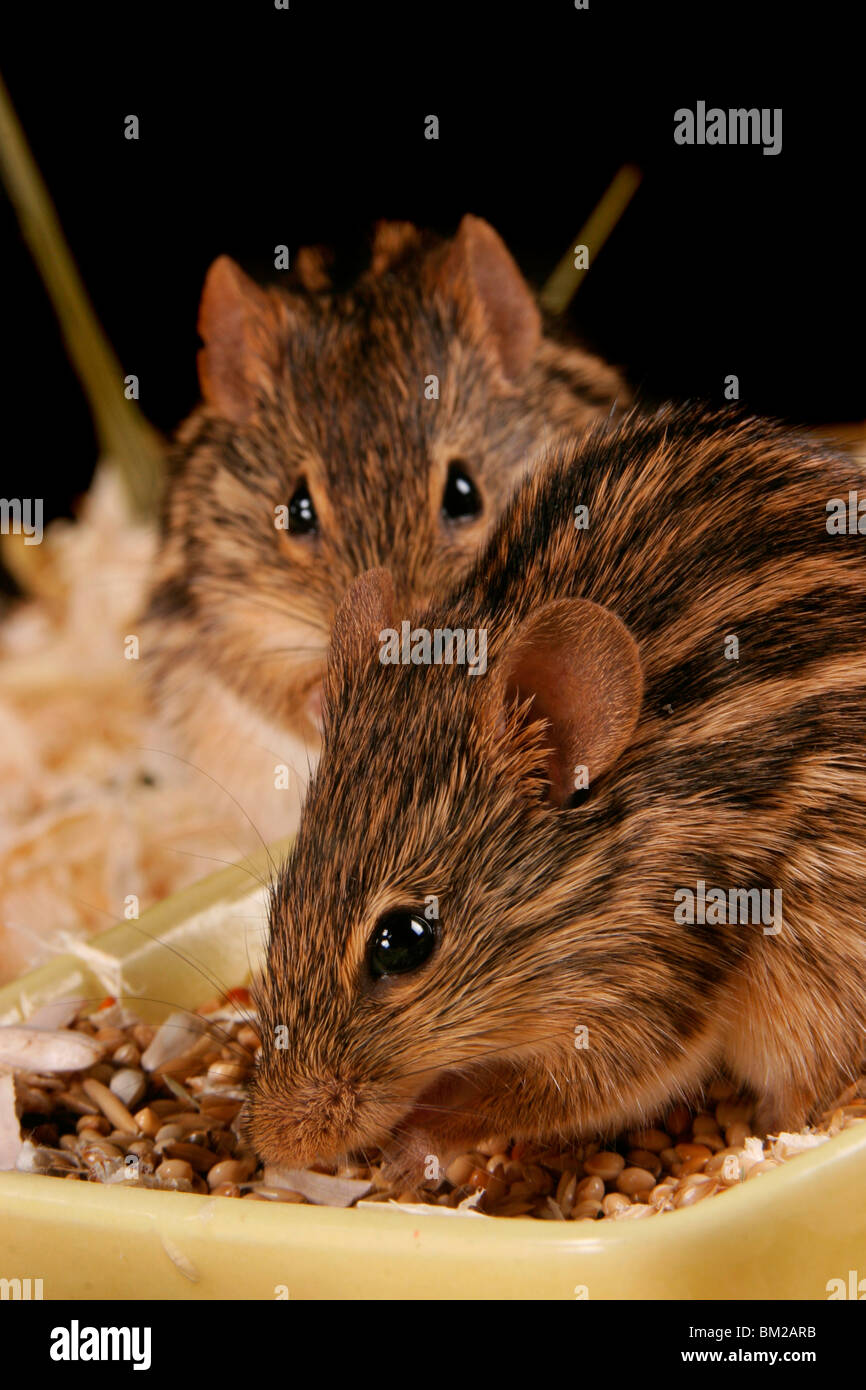 Grasmaus hi-res stock photography and images - Alamy