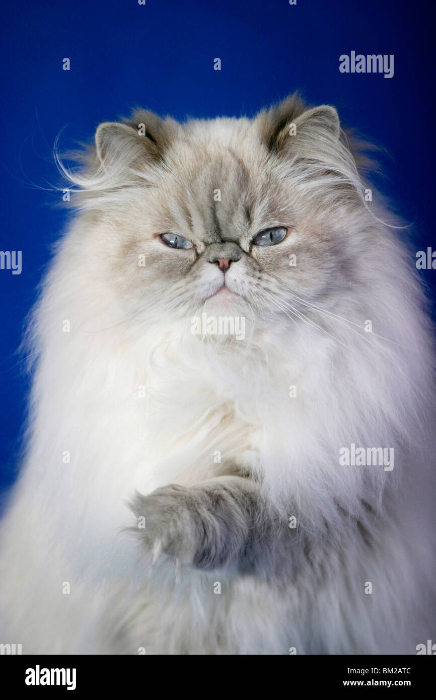 Perserkatze / Persian Cat Portrait Stock Photo - Alamy