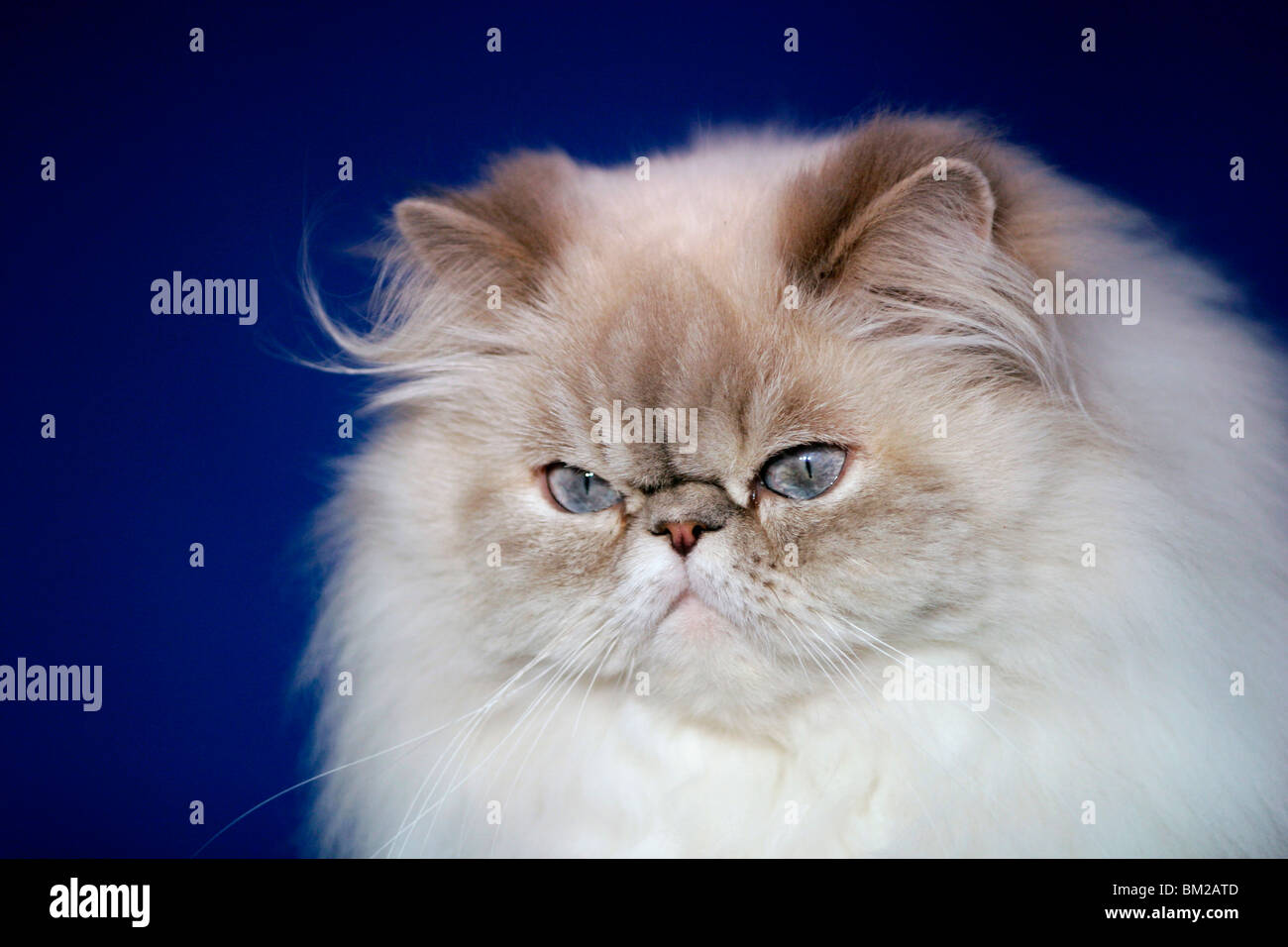 Perserkatze / Persian Cat Portrait Stock Photo - Alamy