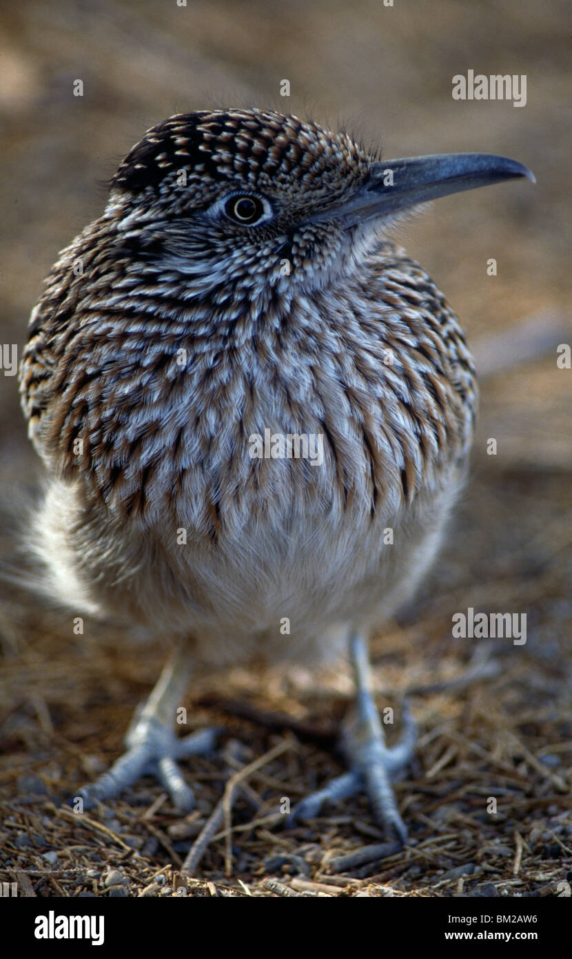 Close up of a roadrunner hi-res stock photography and images - Alamy
