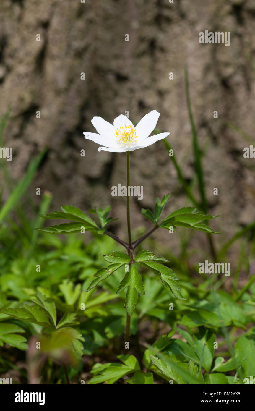 Wood anemones uk hi-res stock photography and images - Alamy