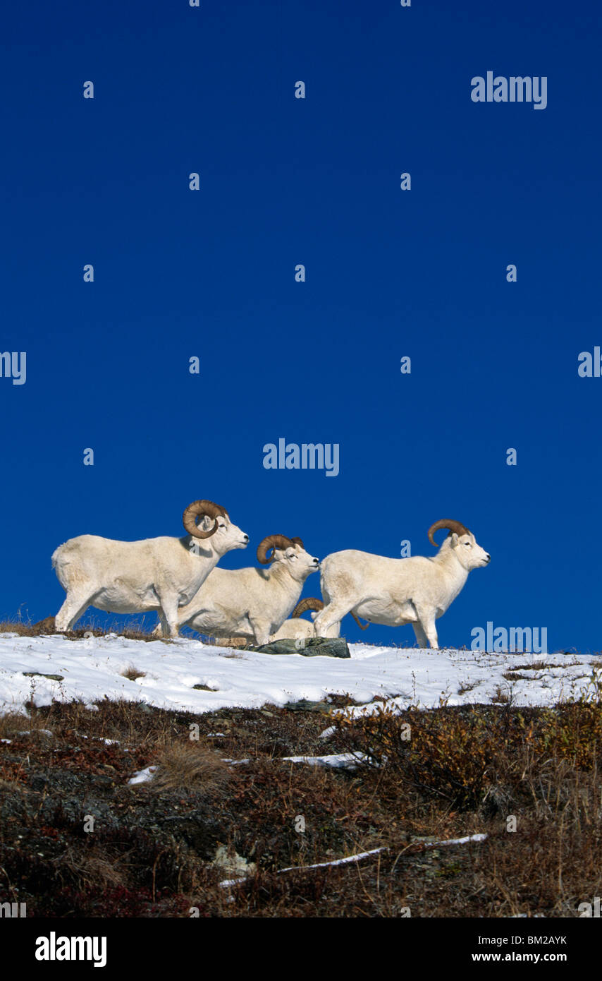 Low angle view of Dall sheep (Ovis dalli) on a hill, Denali National ...