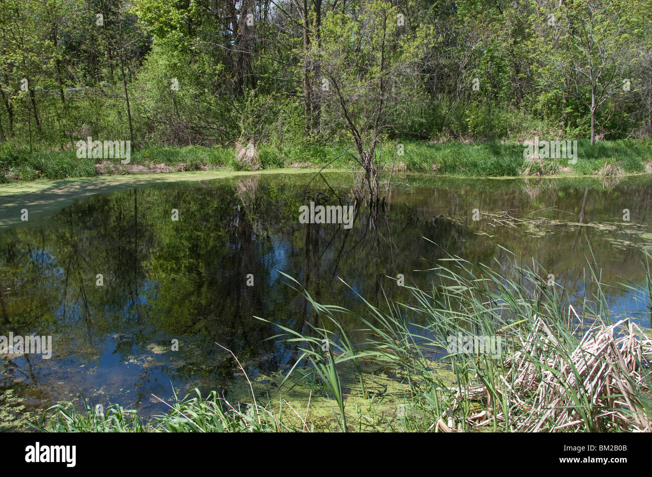 A pond in spring Stock Photo - Alamy