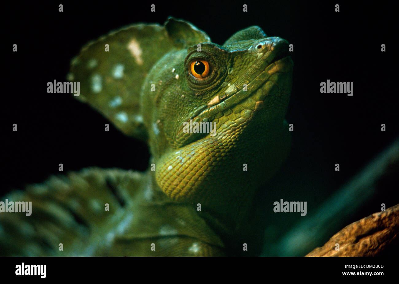 Close-up of a basilisk Stock Photo - Alamy