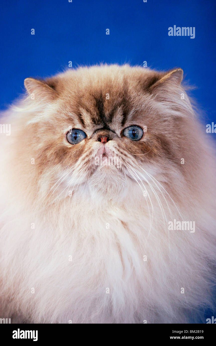 Perserkatze / Persian Cat Portrait Stock Photo - Alamy