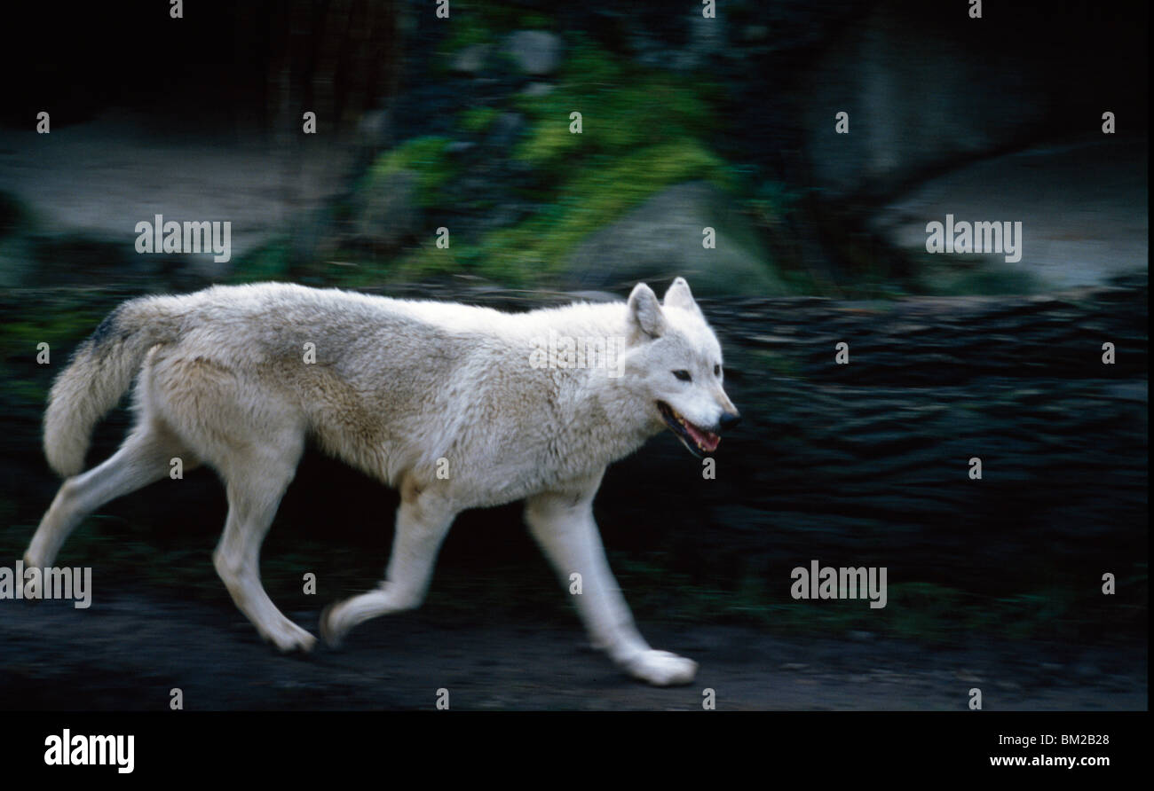 Gray wolf (Canis lupus) running in a forest Stock Photo - Alamy