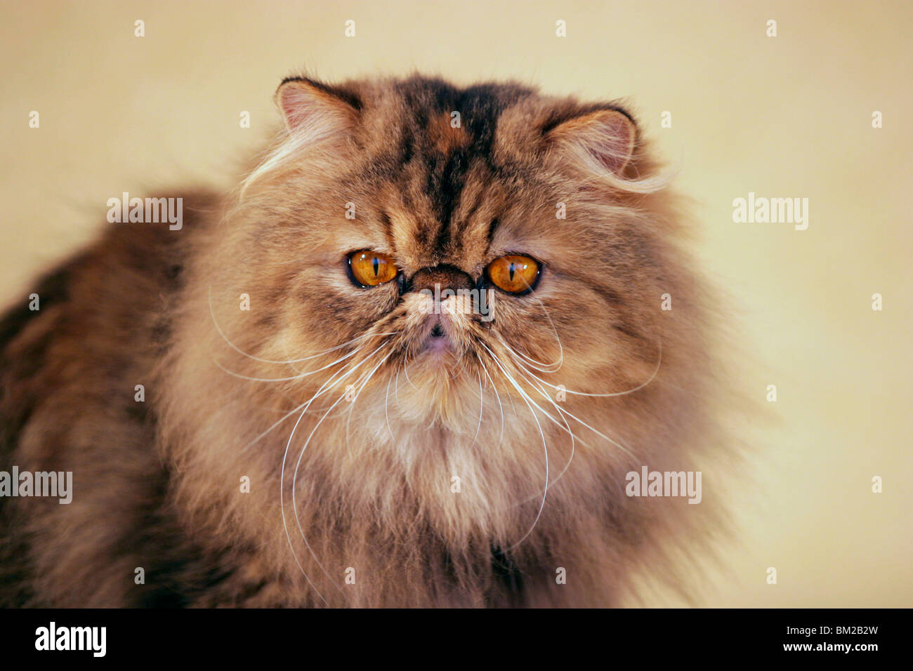 Perserkatze / Persian Cat Portrait Stock Photo - Alamy