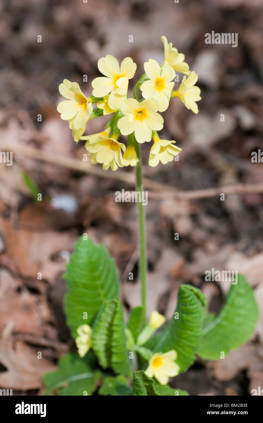 Cowslip primula veris hi-res stock photography and images - Alamy