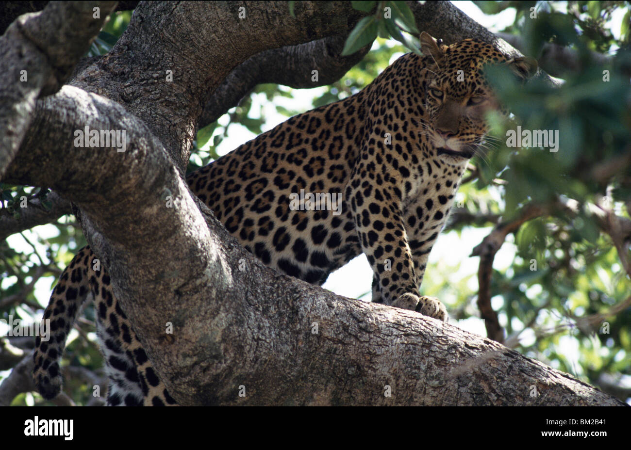 Low angle view of a leopard (Panthera pardus) on a tree Stock Photo - Alamy