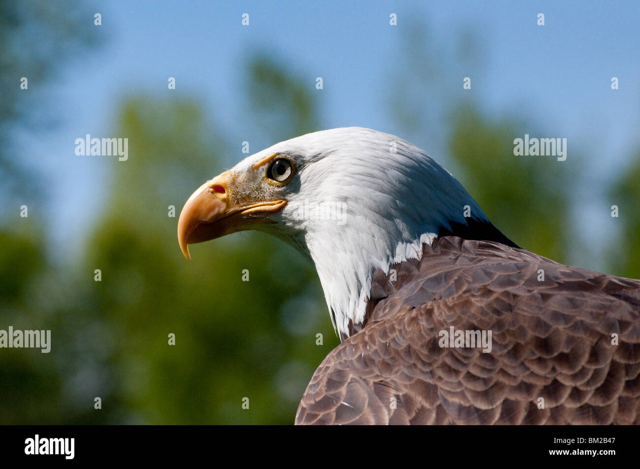 Close-up of a Bald eagle Stock Photo - Alamy