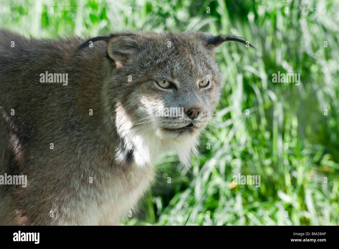 Close-up of a Lynx Stock Photo - Alamy