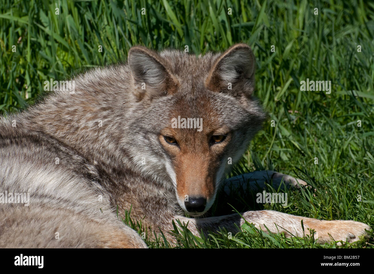 Close-up of a Coyote Stock Photo - Alamy