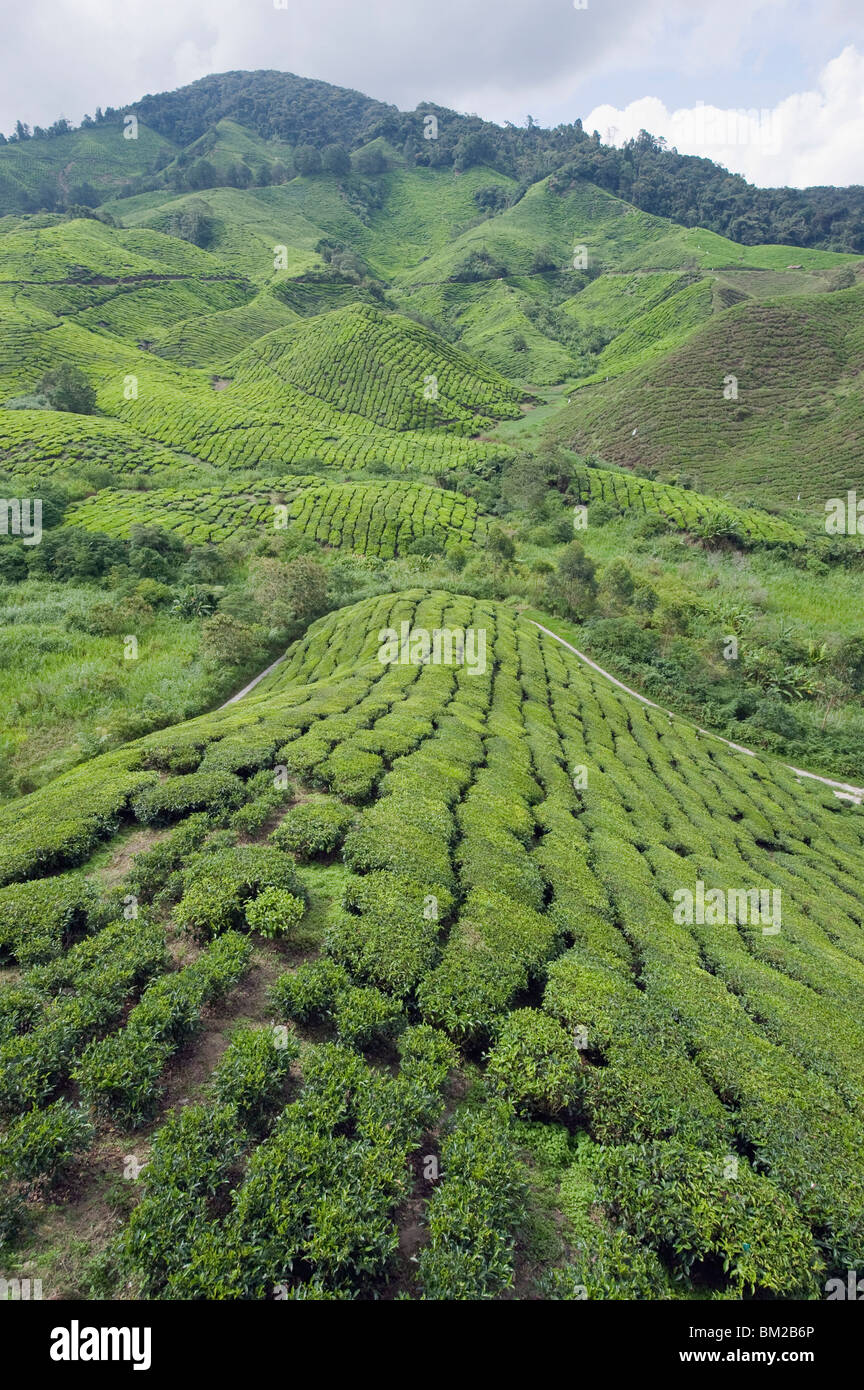 Tea plantation, BOH Sungai Palas Tea Estate, Cameron Highlands, Perak ...