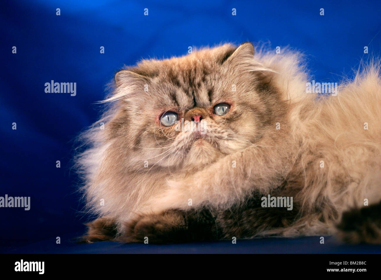 liegende Perserkatze / lying persian cat Stock Photo - Alamy