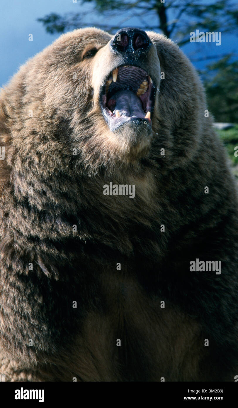 Grizzly bear standing roaring hi-res stock photography and images - Alamy