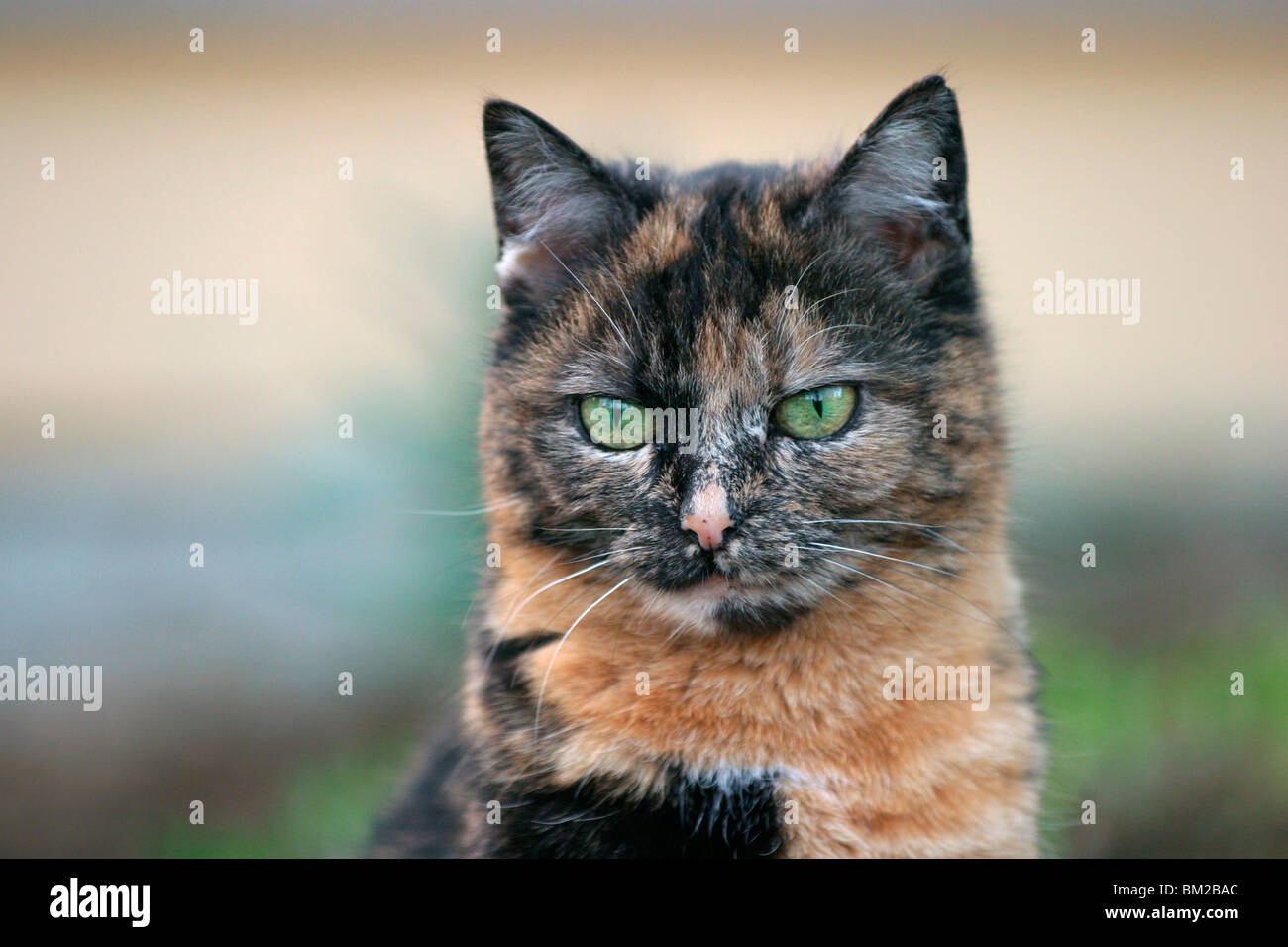 Katze / Cat Portrait Stock Photo - Alamy