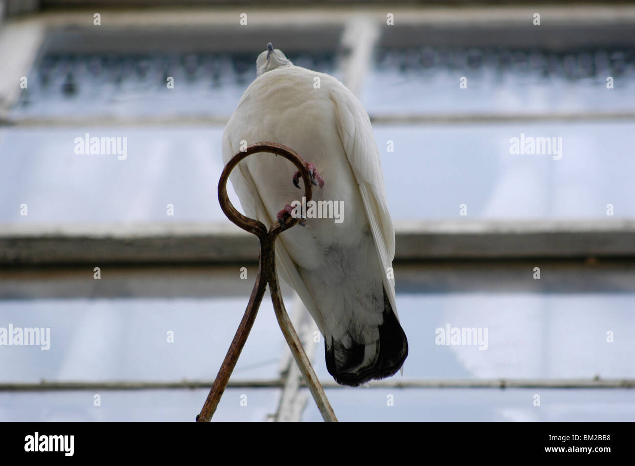 Pigeon, view from down Stock Photo - Alamy