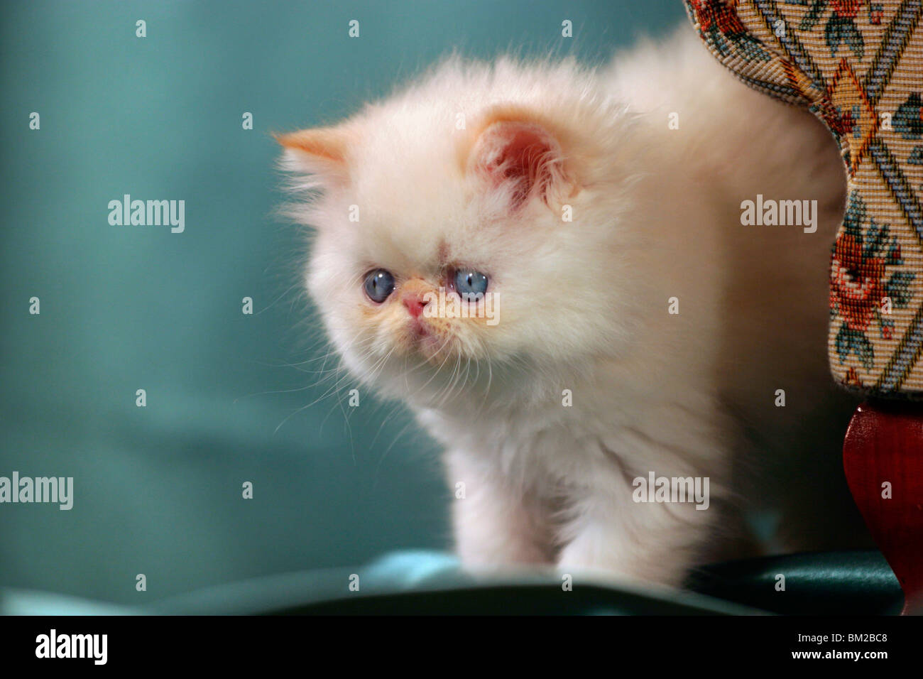 Perserkätzchen / persian kitty Stock Photo - Alamy