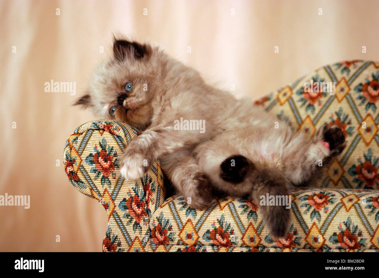 sitzendes Perserkätzchen / sitting persian kitty Stock Photo - Alamy