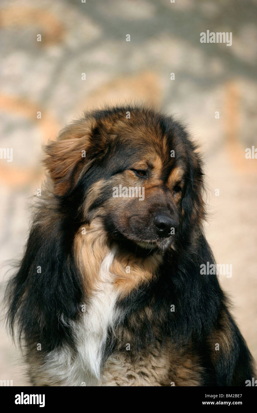 Mischling / Mongrel Portrait Stock Photo - Alamy