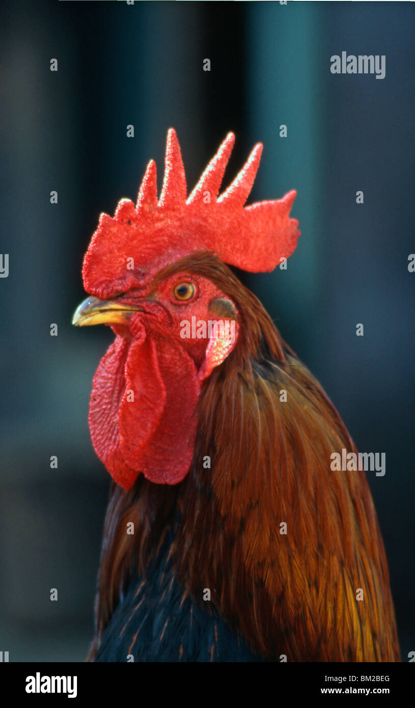 Hahn im Portrait / cock Portrait Stock Photo - Alamy