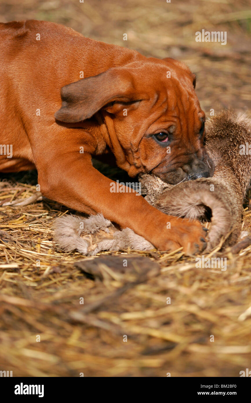 Rhodesian Ridgeback Welpe / Puppy Stock Photo - Alamy