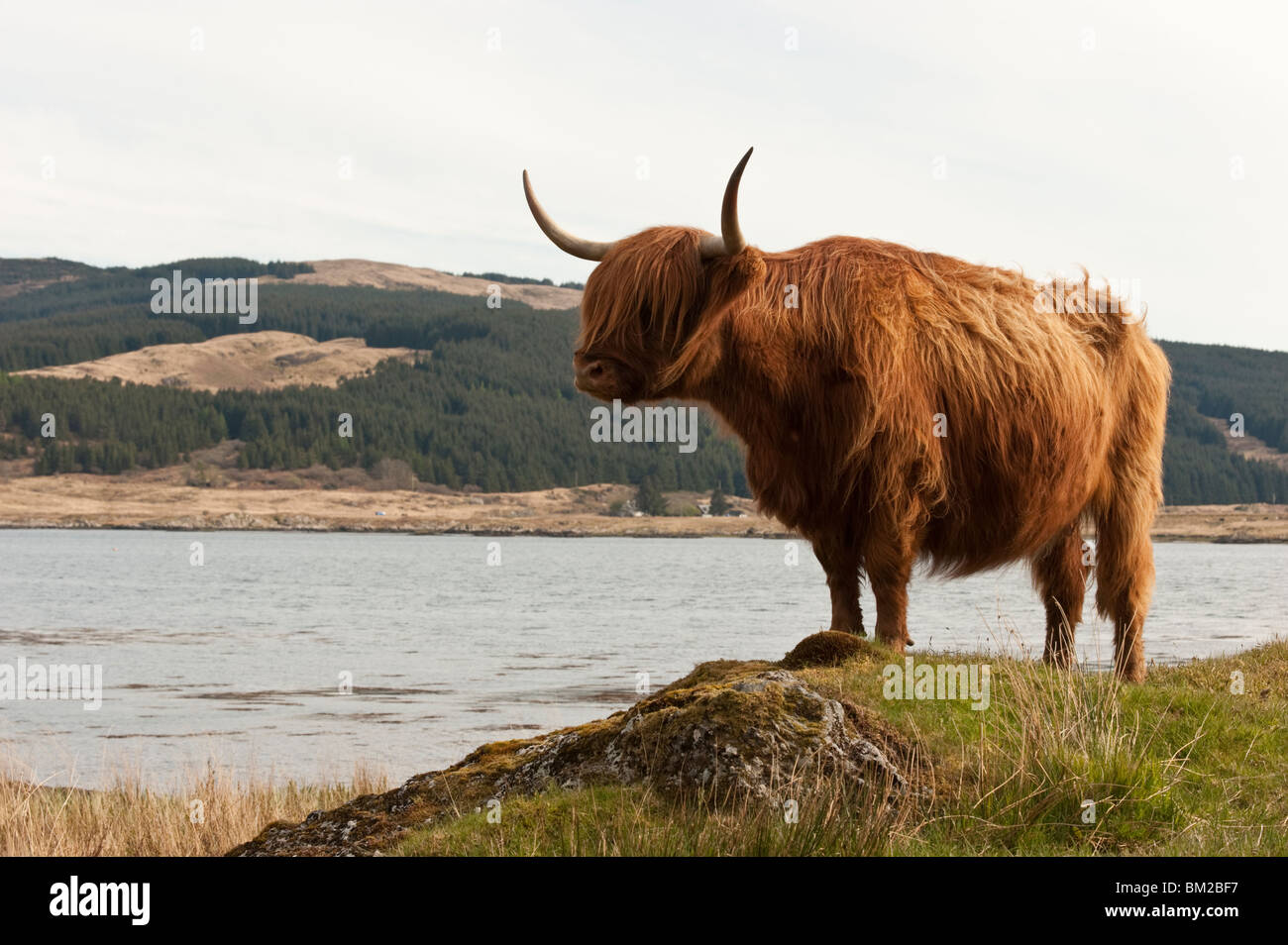 Highland cattle on mull hi-res stock photography and images - Alamy
