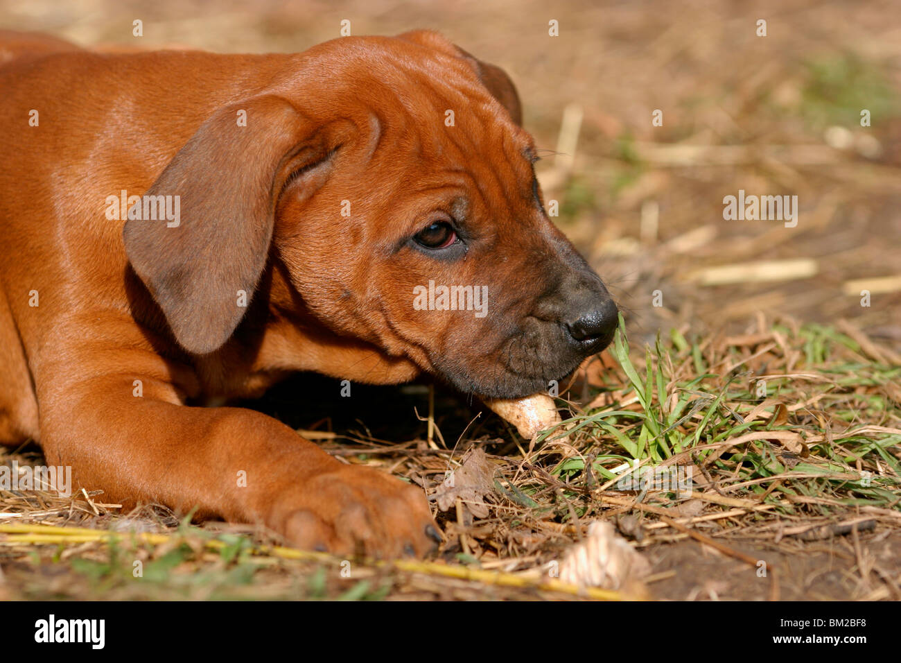 Rhodesian Ridgeback Welpe / Puppy Stock Photo - Alamy