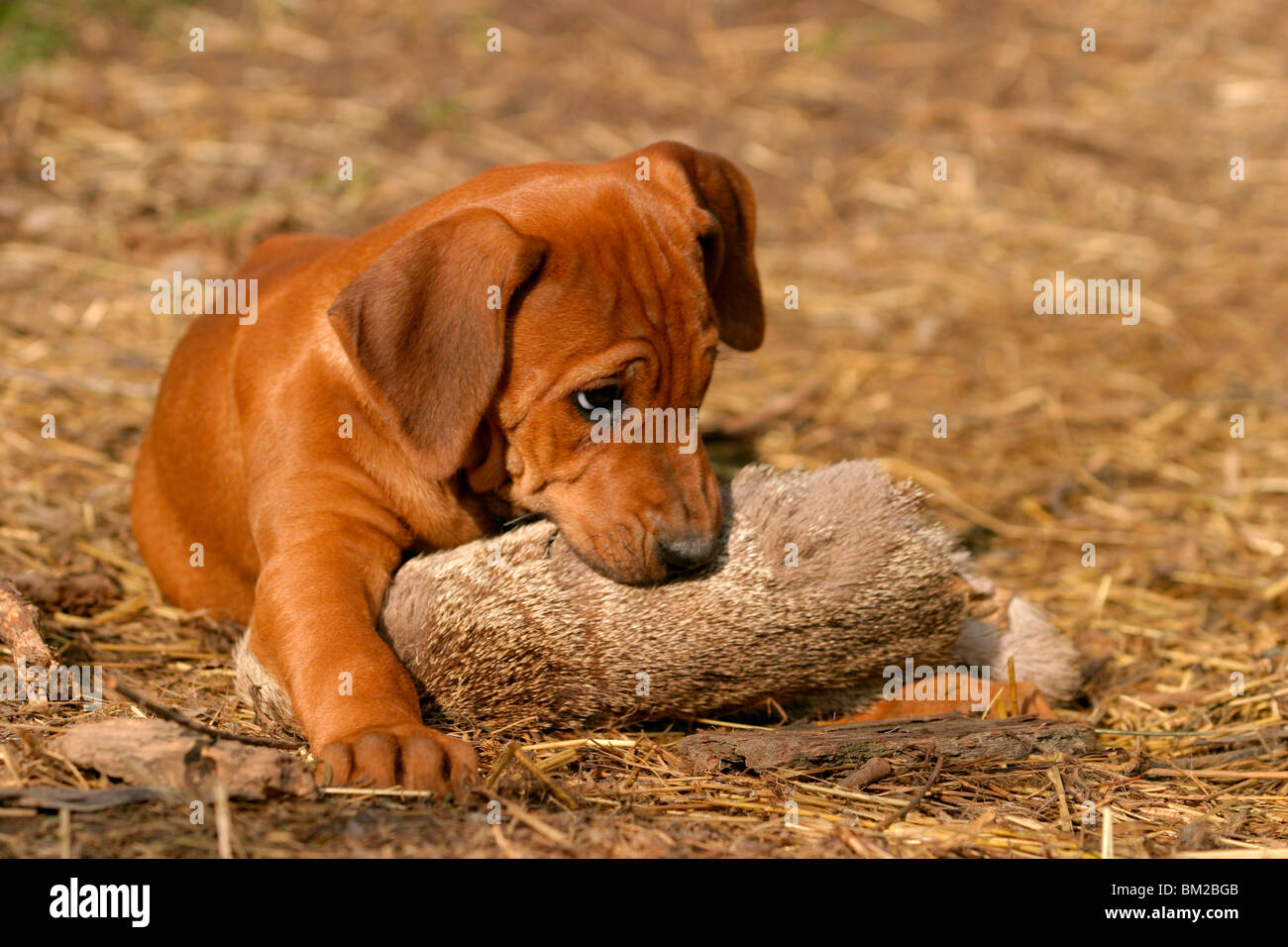 Rhodesian Ridgeback Welpe / Puppy Stock Photo - Alamy