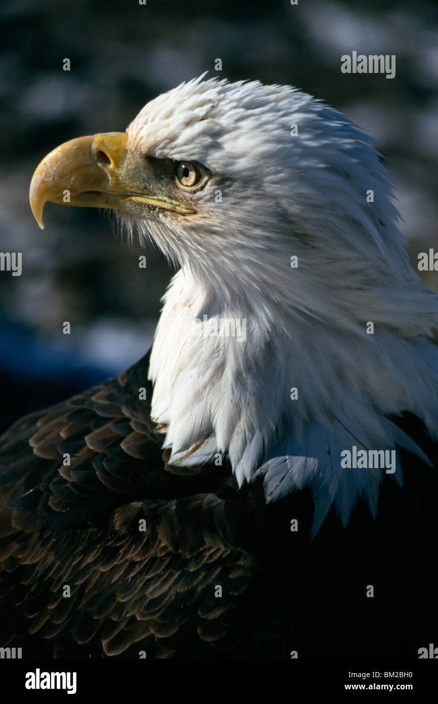 Bald Eagles (Haliaeetus leucocephalus Stock Photo - Alamy